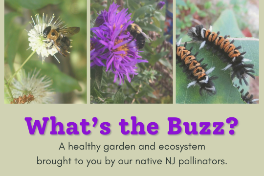 Free Webinar: “Native Pollinators - What's the Buzz?” to be Hosted by ...